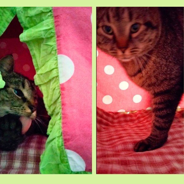 Maak zelf een kattenhuis van een (IKEA) tafeltje - greenPAWS